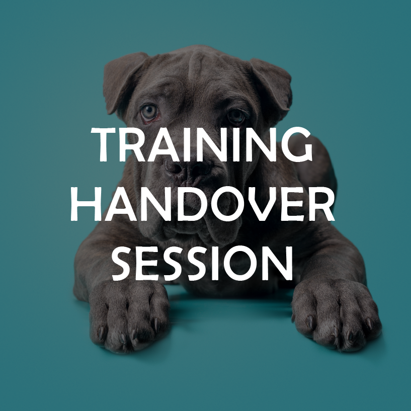 Behavioural Training Archives - Dog Manners